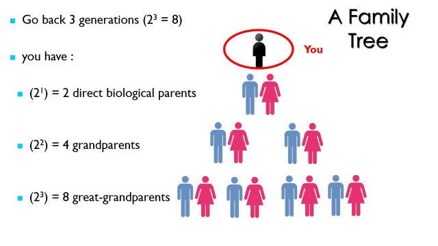 Three Generations Kinship Chart Kinship Diagram Templates